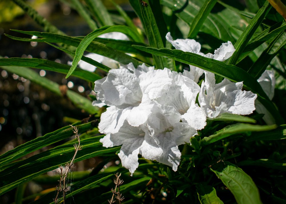 Compact White Blue Bell – Splash Plants