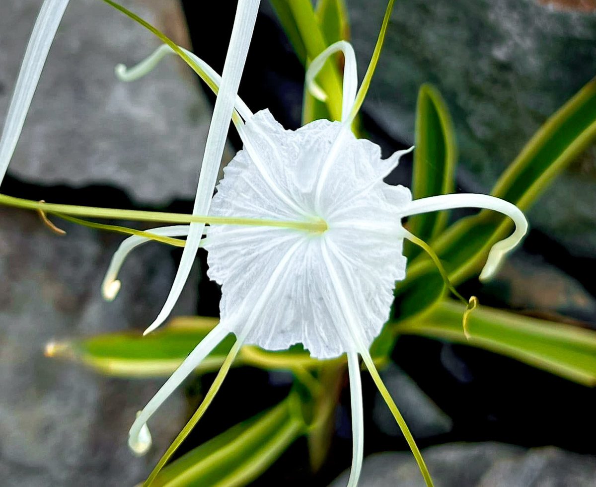 Variegated Spider Lily - Splash Plants